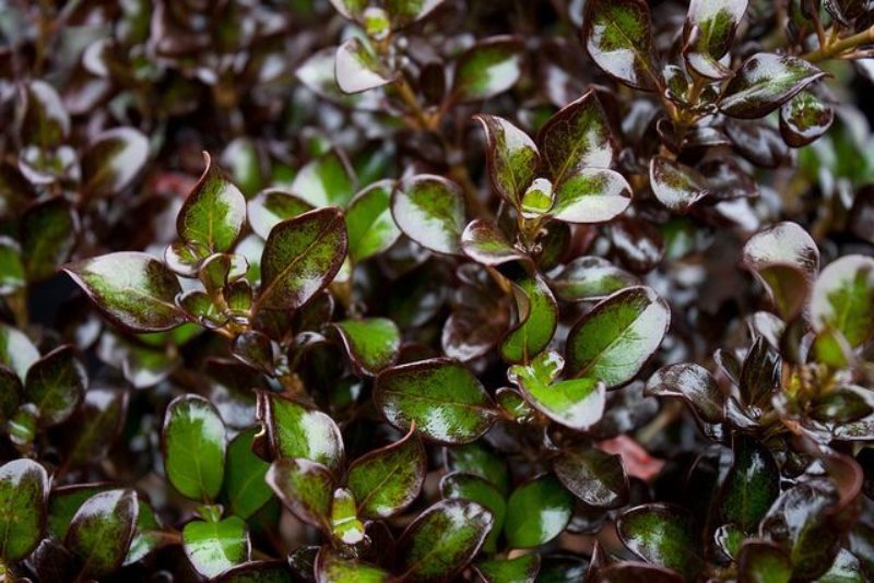 Coprosma 'Yvonne' – Maryflower