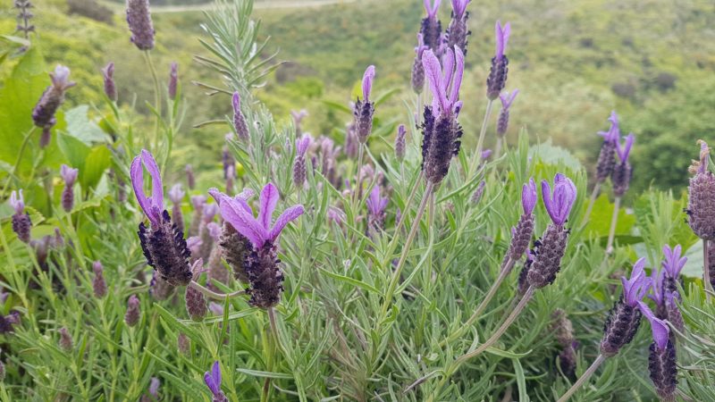 lavender stoechas ' Avonview' – Maryflower
