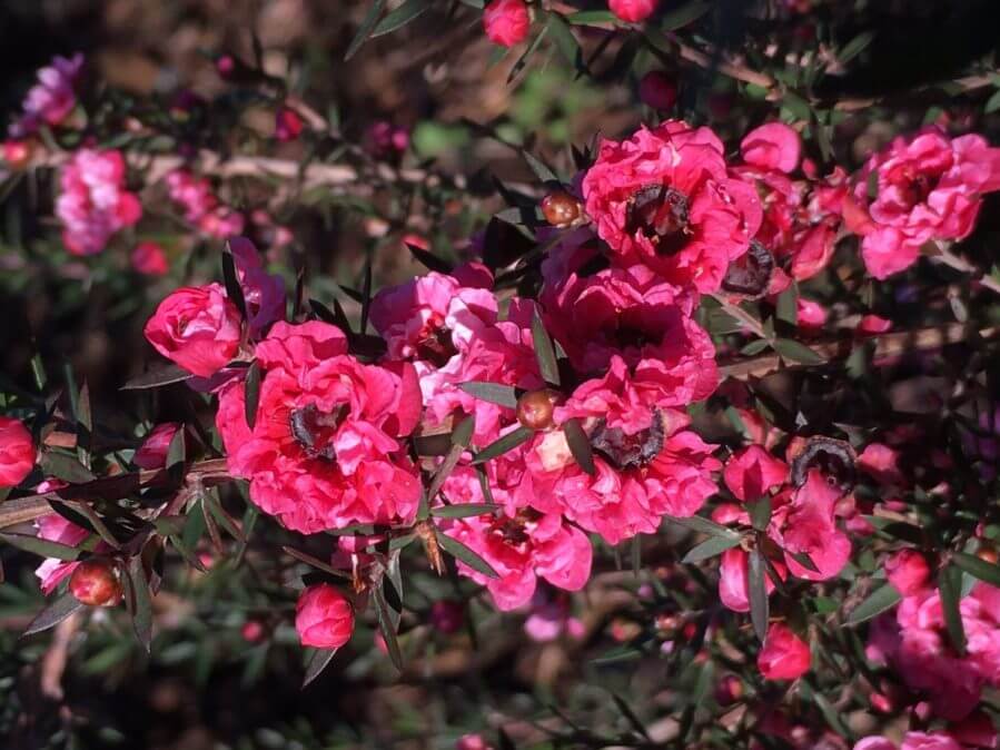 Leptospermum 'Blossom queen' – Maryflower