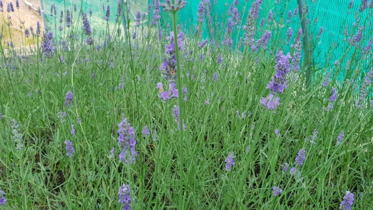 Lavender intermedia 'Grosso' – Maryflower