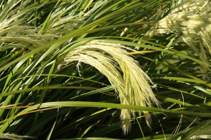Chionochloa flavicans – Maryflower