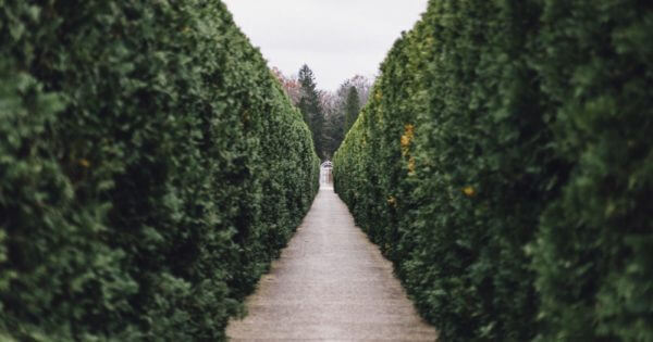 How to Make Natural Wind Breakers in Your Garden – Maryflower