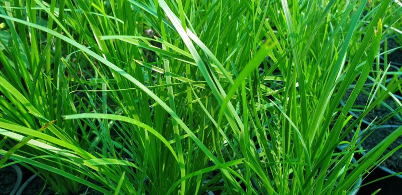 Lomandra 'Lime Tuff' – Maryflower