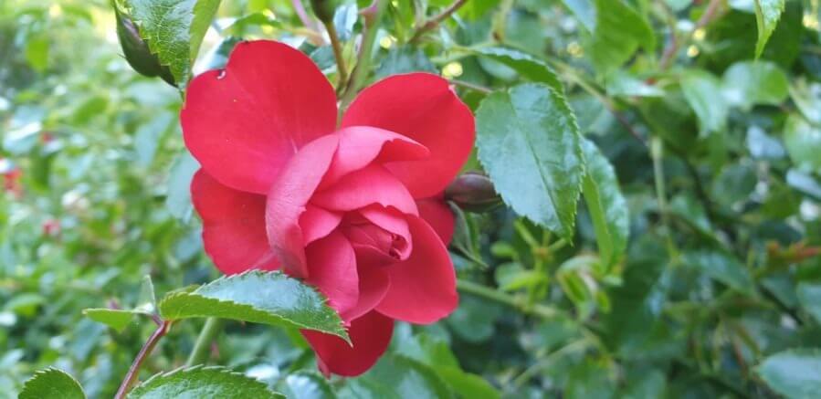 Rosa flower carpet Red – Maryflower