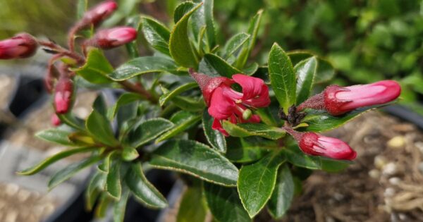Escallonia 'Red Knight' – Maryflower