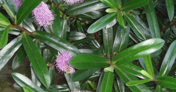 Hebe speciosa 'Flame' – Maryflower