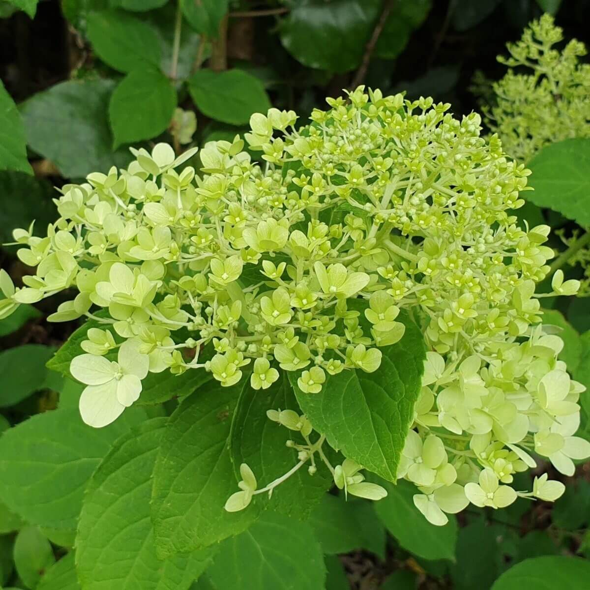 Hydrangeas | Maryflower