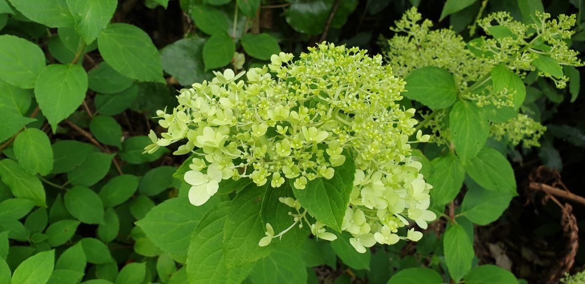 Hydrangea paniculata 'Bombshell' – Maryflower