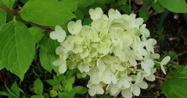 Hydrangea paniculata 'Bombshell' – Maryflower