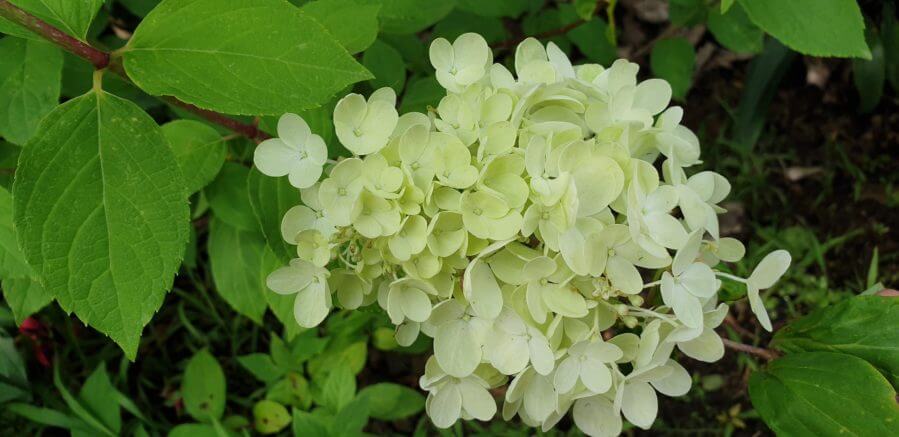 Hydrangea paniculata 'Bombshell' – Maryflower