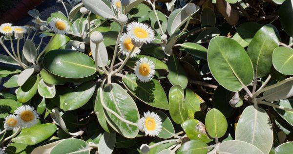 Pachystegia insignis – Maryflower