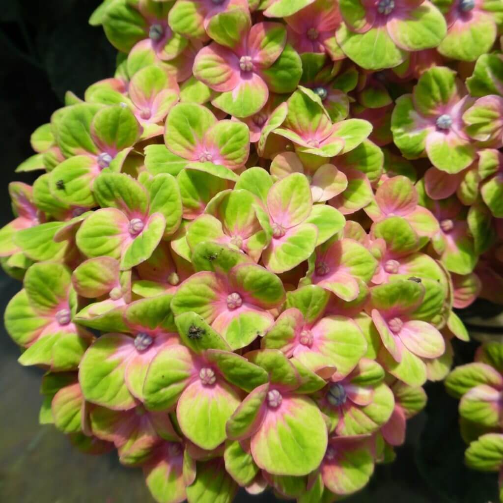 Hydrangeas | Maryflower