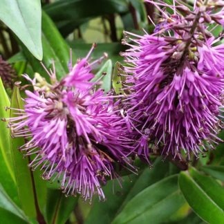 Hebes – Maryflower