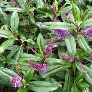Hebe First Light – Maryflower