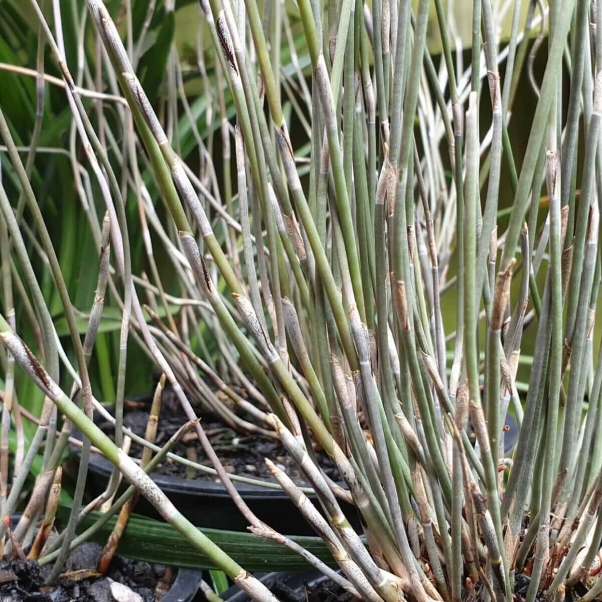 Apodasmia similis – Maryflower