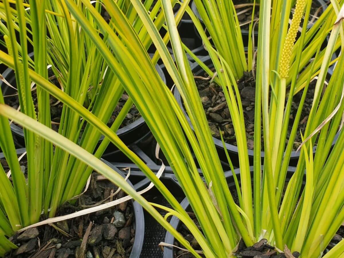 Acorus gramineus 'Ogon' – Maryflower