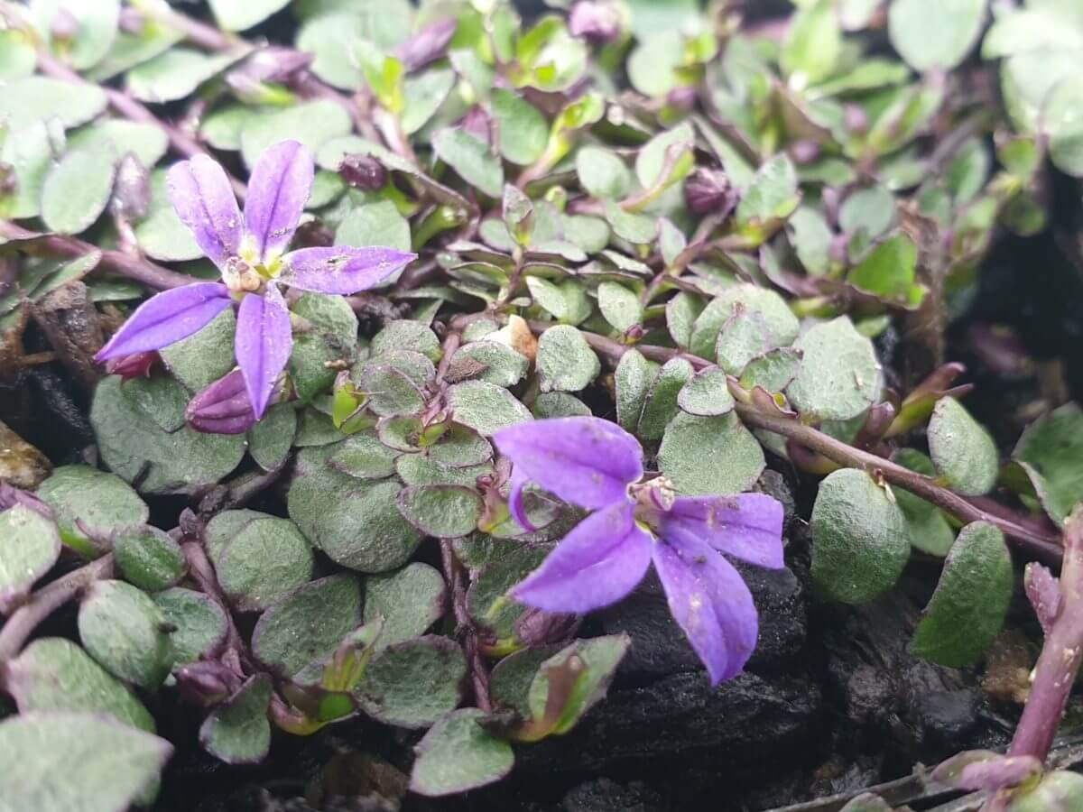 Pratia 'County Park' – Maryflower
