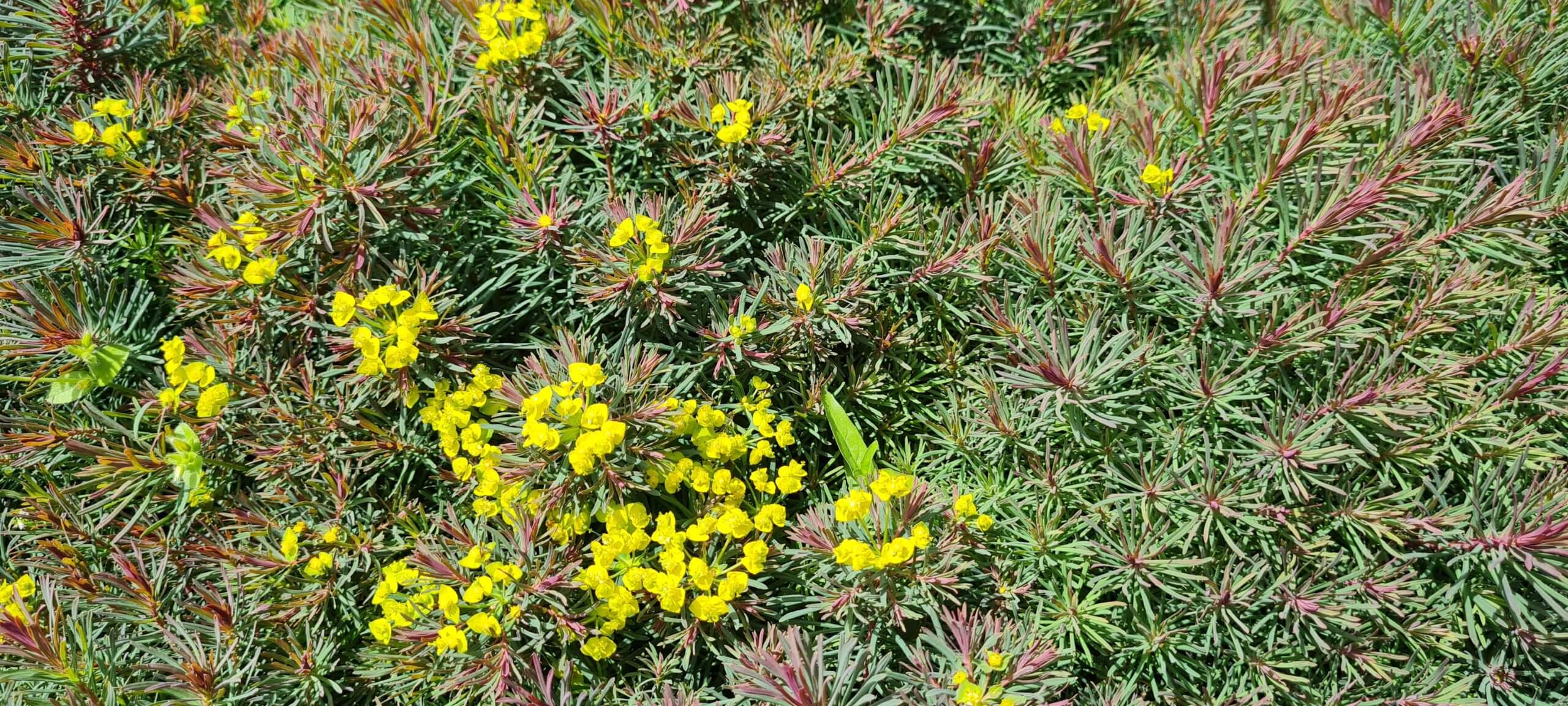 Euphorbia 'Fens Ruby' – Maryflower