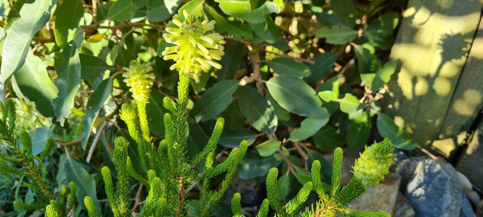 Erica 'Green Ice' – Maryflower