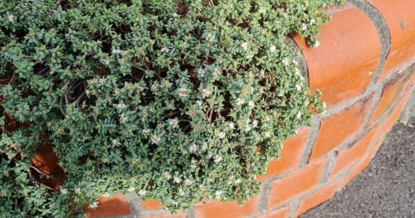 Pimelea prostrata 'Seismica' – Maryflower