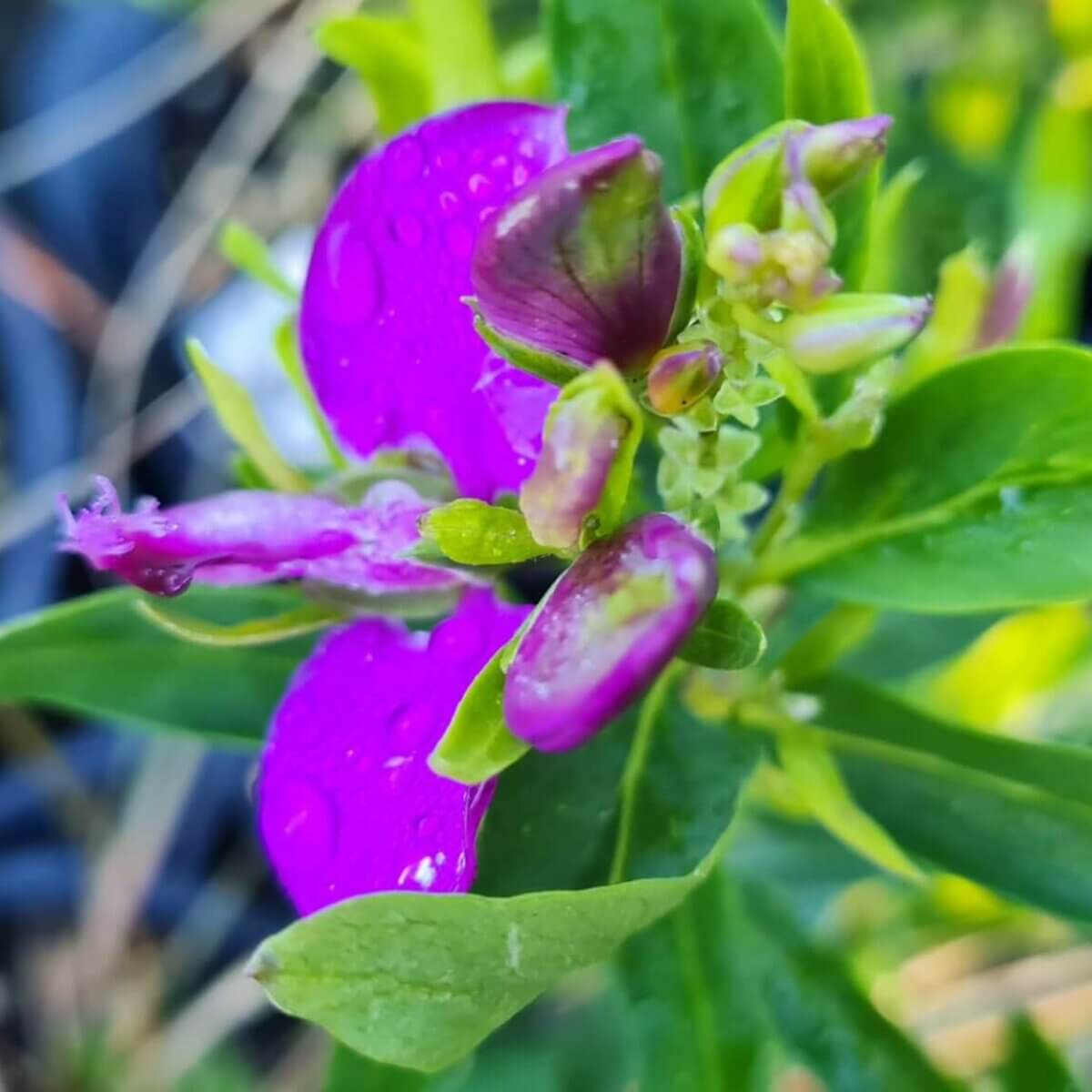 Polygala 'Little Charmer' – Maryflower
