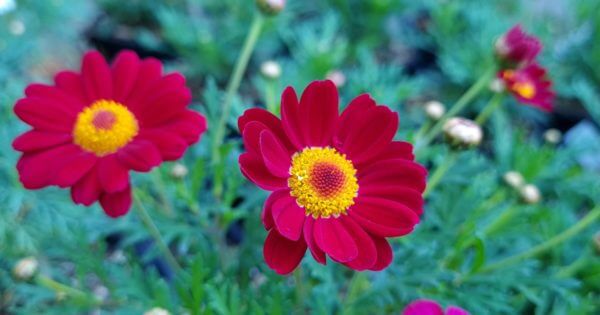 Argyranthemum 'Sassy Red' – Maryflower