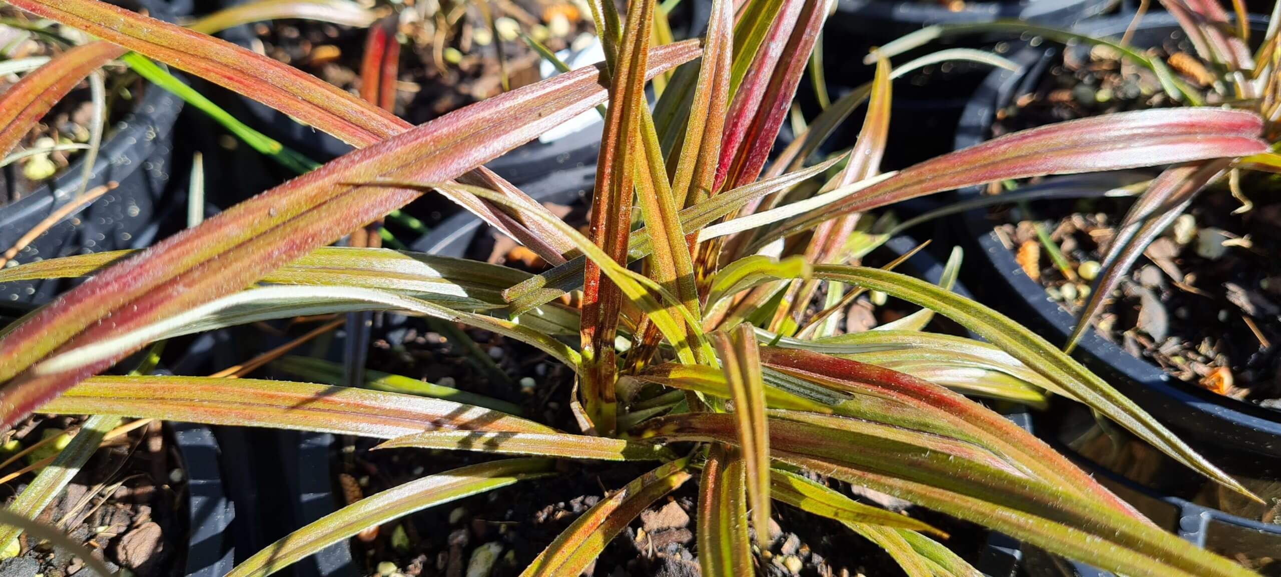 Astelia 'Rebel' – Maryflower