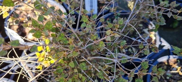 Coprosma 'Rhamnoides' – Maryflower