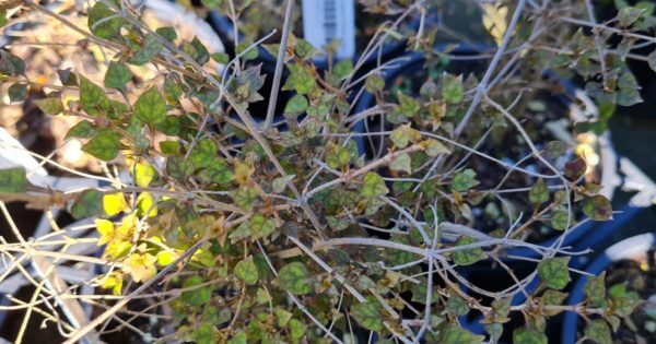 Coprosma 'Rhamnoides' – Maryflower