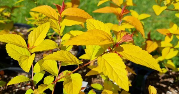 Spiraea 'Gold Flame' – Maryflower