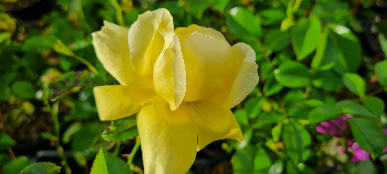 Rosa Flower Carpet 'Yellow' – Maryflower