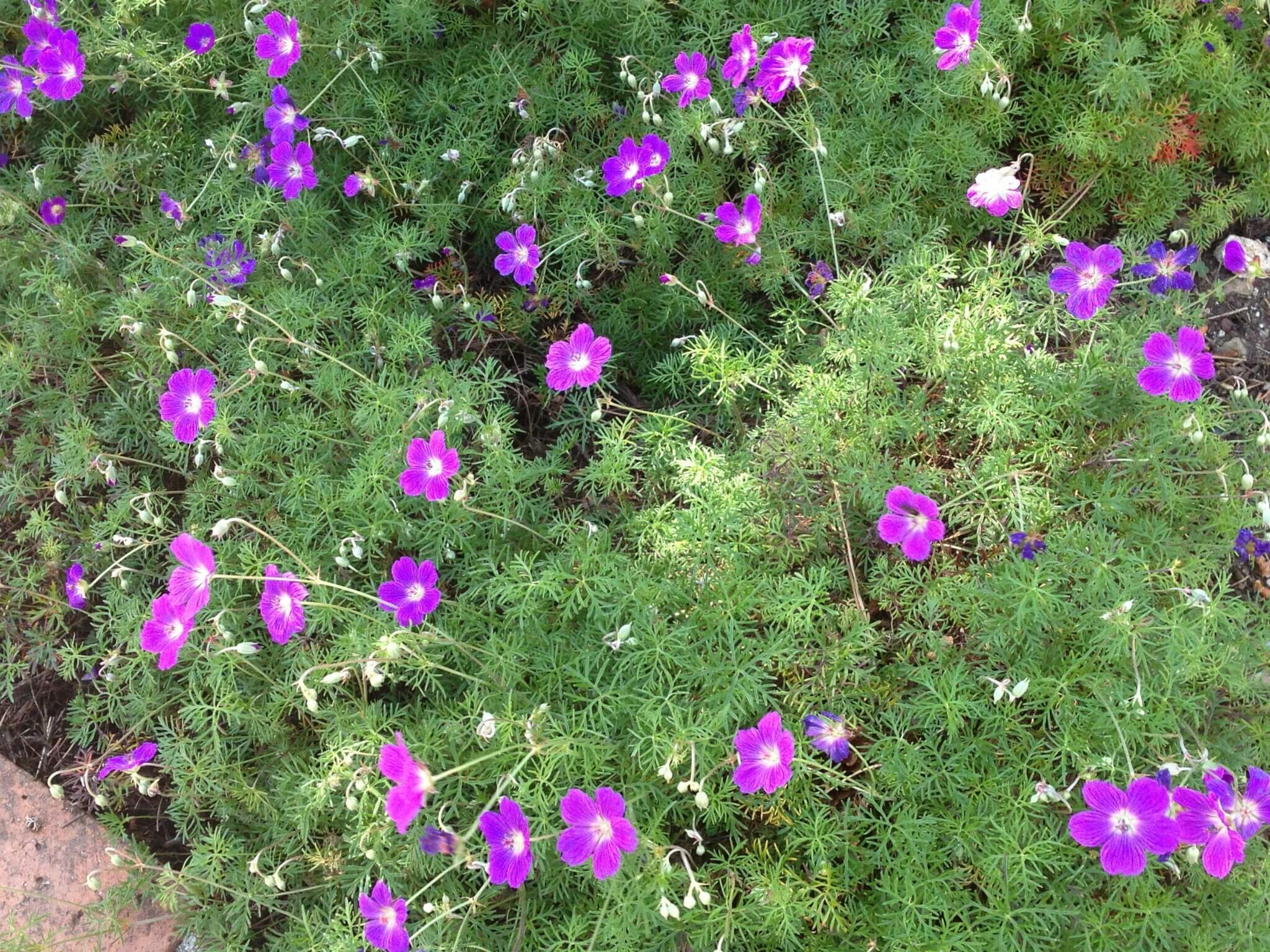Geranium 'Incanum' – Maryflower
