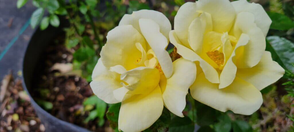 Rosa Flower Carpet 'Yellow' – Maryflower