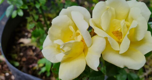 Rosa Flower Carpet 'Yellow' – Maryflower