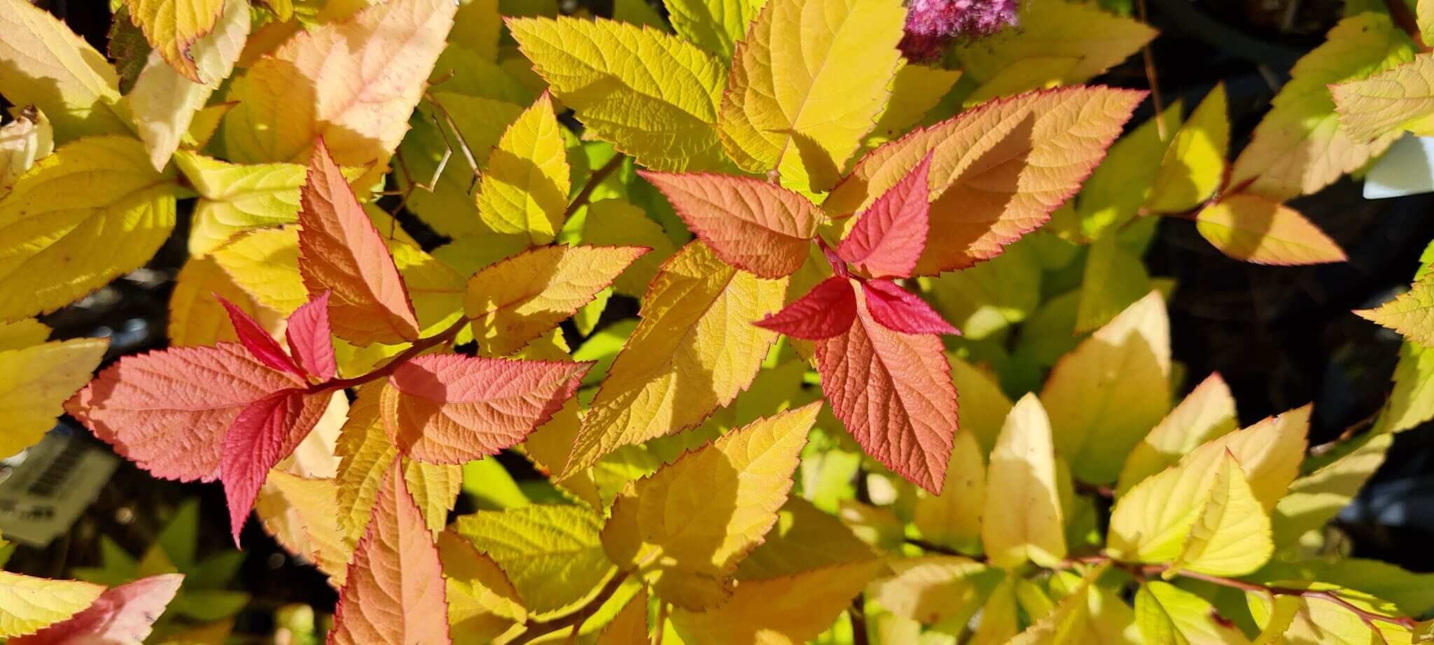Spiraea 'Gold Flame' – Maryflower