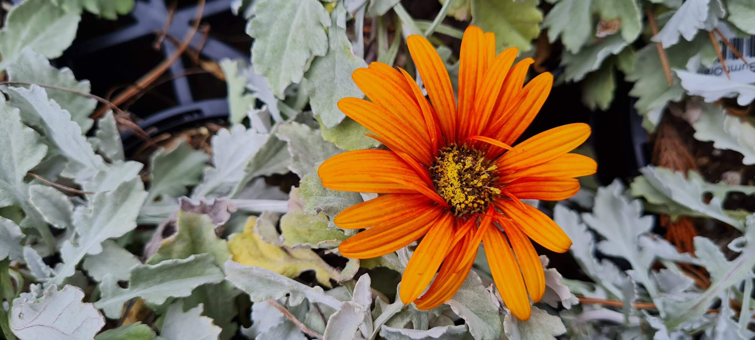 Arctotis 'Burnt Orange' – Maryflower