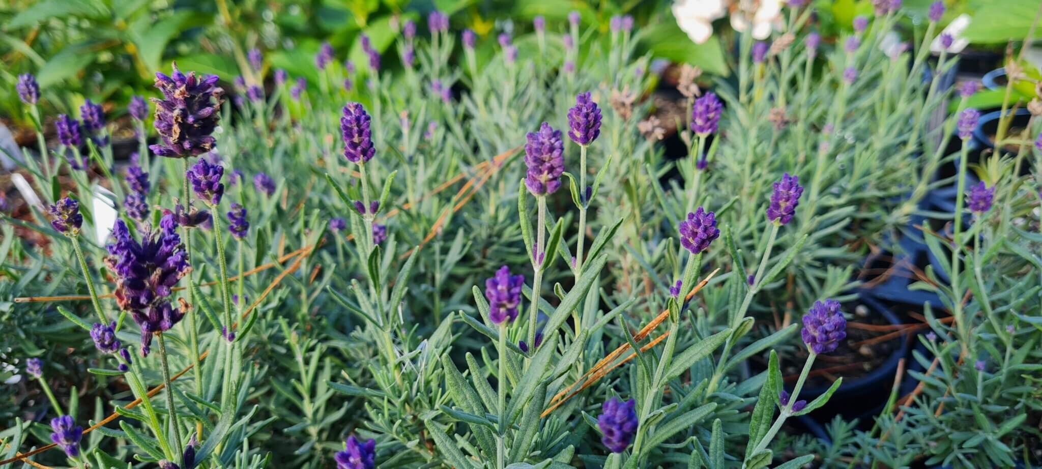 Lavender angustifolia 'Lady' – Maryflower