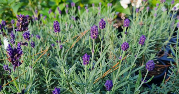 Lavender angustifolia 'Lady' – Maryflower