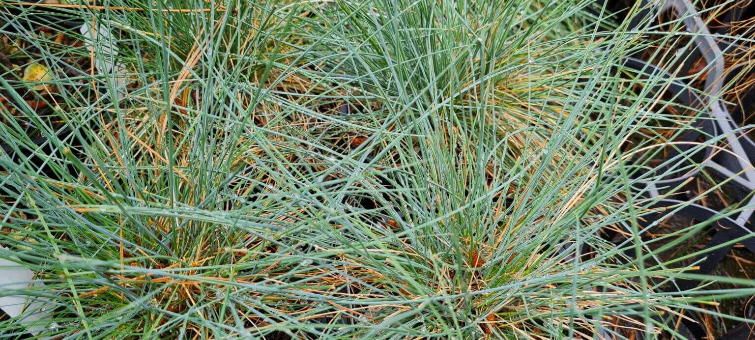 Festuca 'Actae' – Maryflower