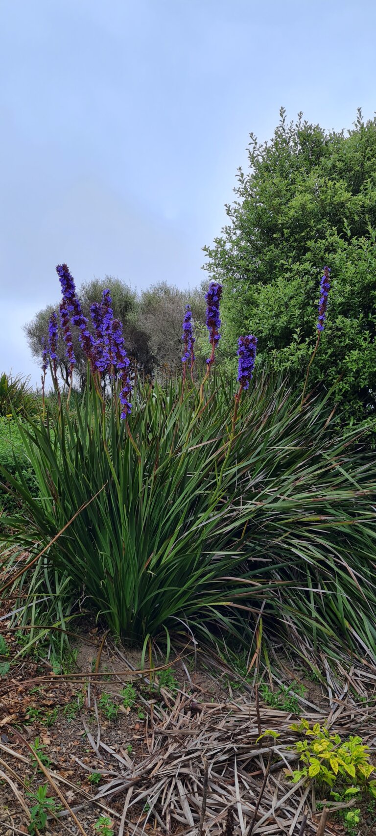 Aristea Major – Maryflower