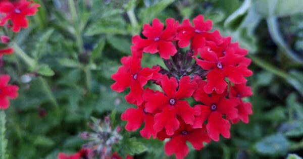 Verbena 'Red Hot' – Maryflower