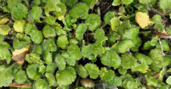 Leptinella rotundata – Maryflower