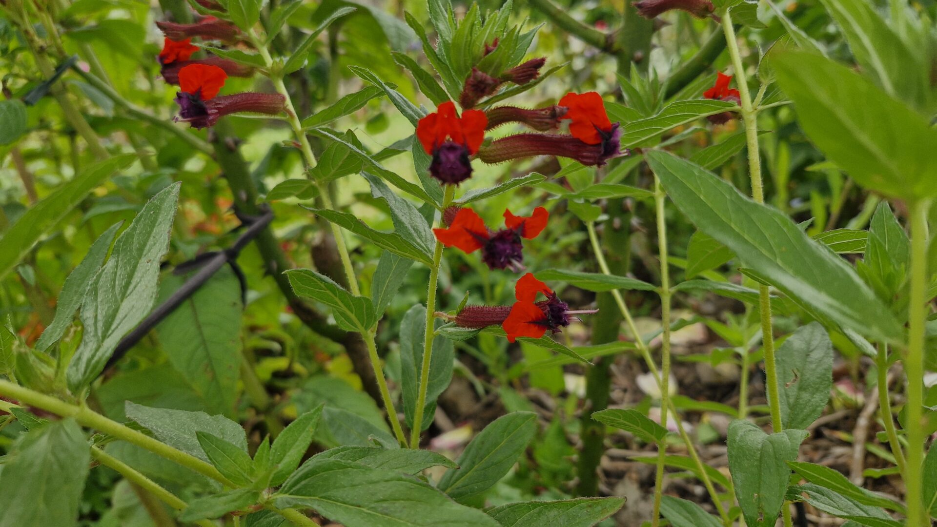 Cuphea llavea ‘Tiny Mice’ – Maryflower